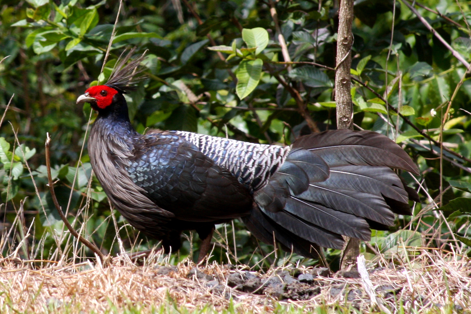 A Pheasant Uprising In Nepal Nepali Times